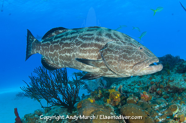 Black Grouper Pictures - images of Mycteroperca bonaci